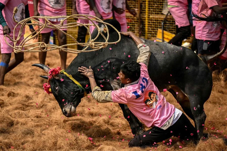 Jallikattu no Tamil Nadu: risco, tradição e debate sobre os touros